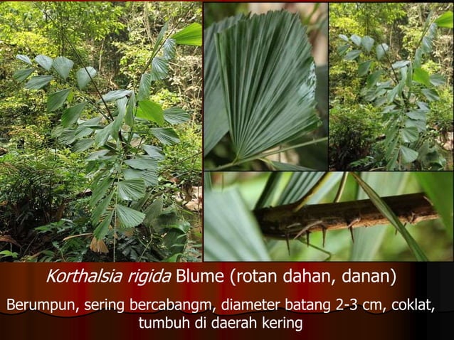 DENDROLOGI ARECACEAE, pengenalan jenis dari suku palem paleman | PPT
