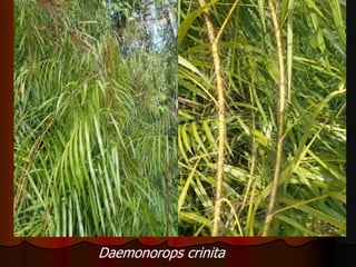 DENDROLOGI ARECACEAE, pengenalan jenis dari suku palem paleman | PPT