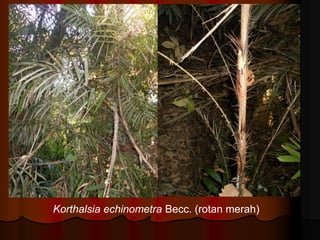 DENDROLOGI ARECACEAE, pengenalan jenis dari suku palem paleman | PPT