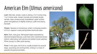 Dendrology of the elizabeth river | PPT