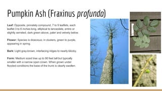 Dendrology of the elizabeth river | PPT