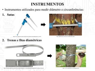Dendrometria - Medidas de Volume de Madeira | PPTX
