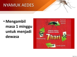 DENGGI.pptx