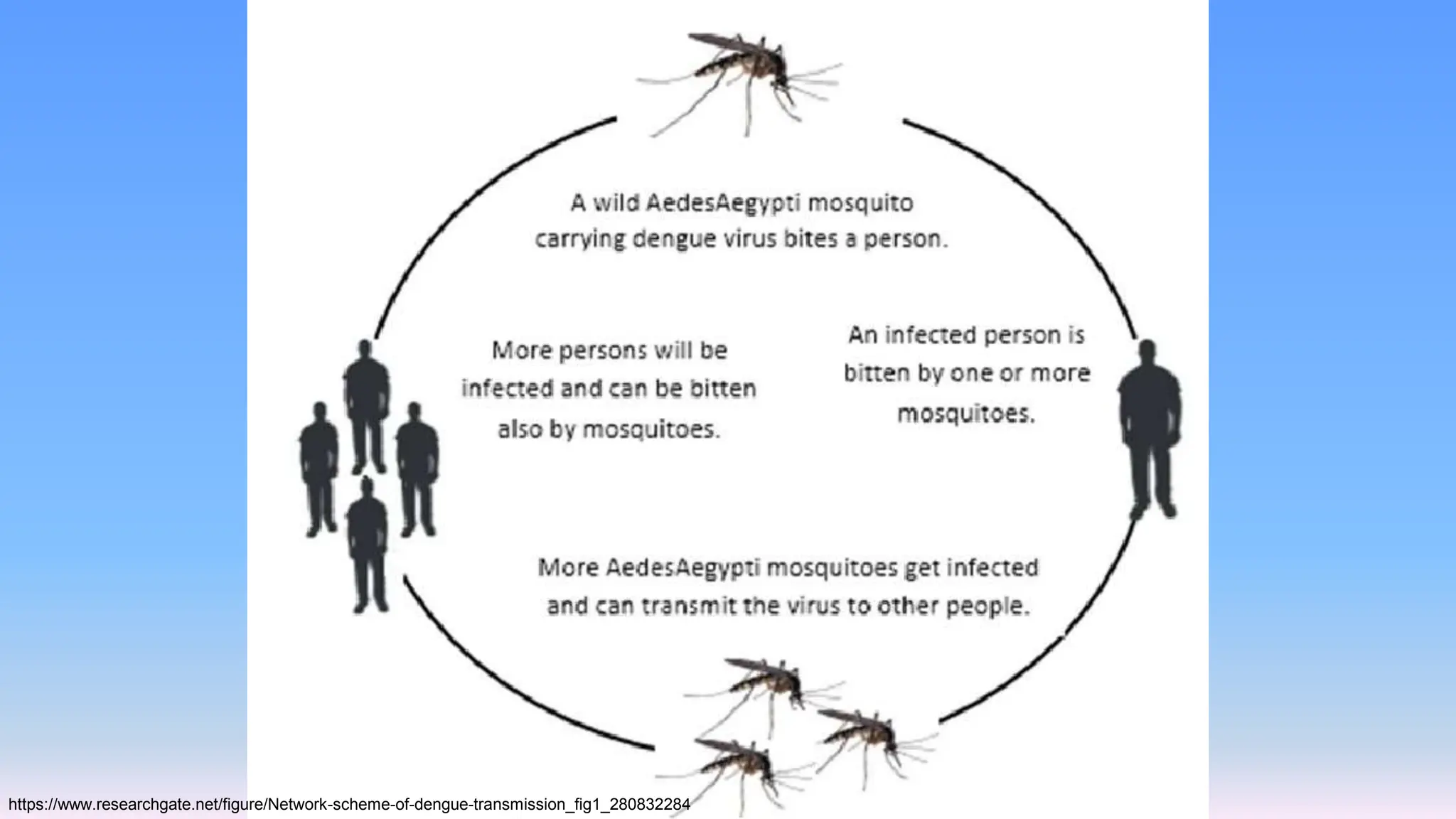 Dengue Fever.ppt