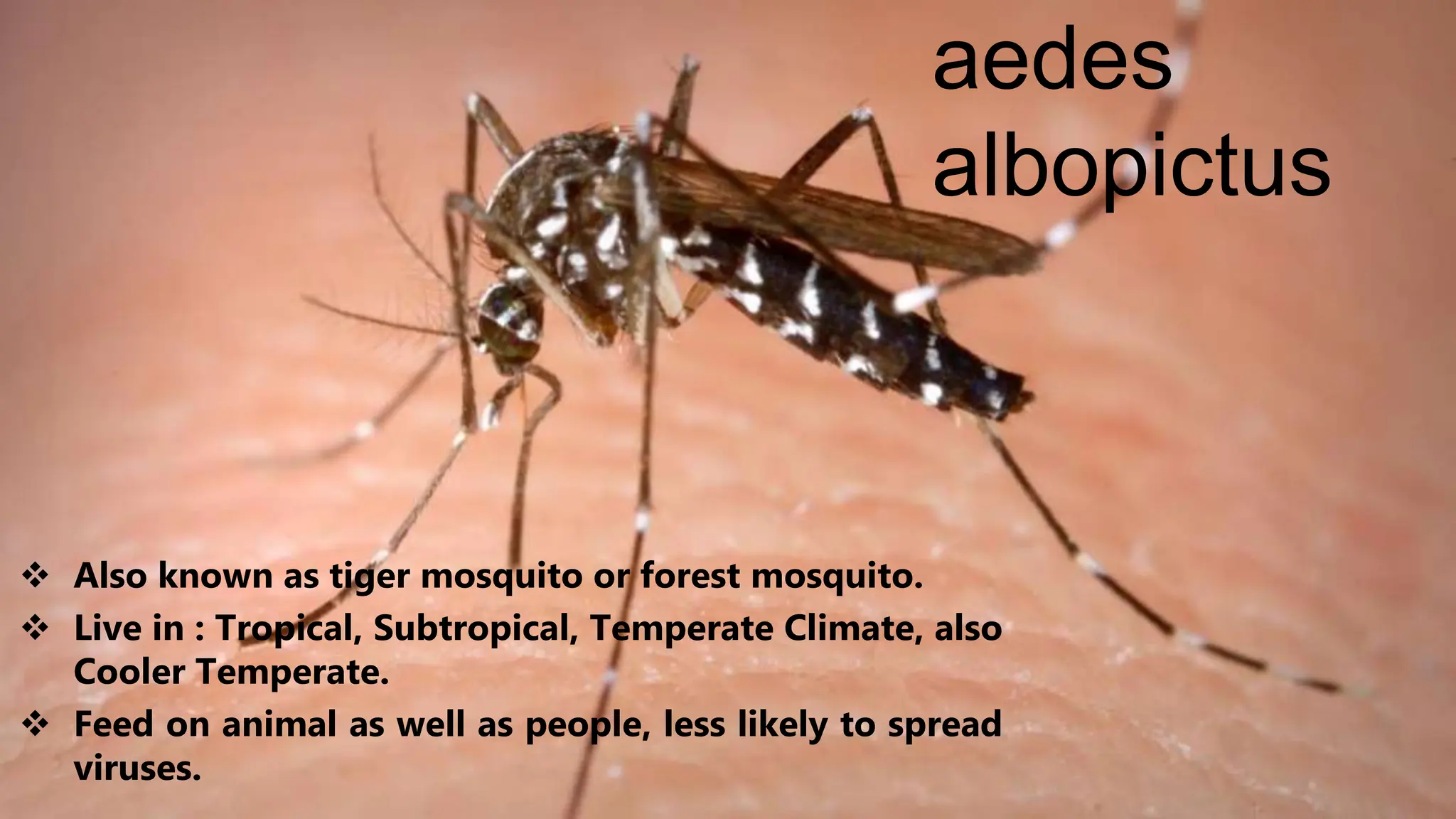 Dengue Fever.ppt