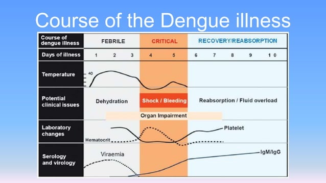 Dengue Fever.ppt | Blood Disorders | Diseases and Conditions