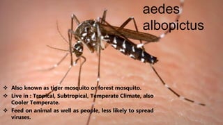 Dengue Fever.ppt