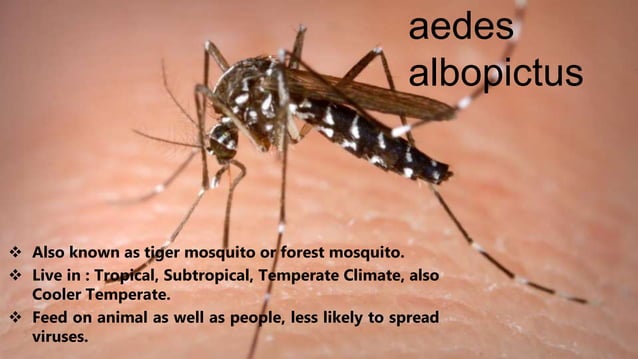 Dengue Fever.ppt | Blood Disorders | Diseases and Conditions