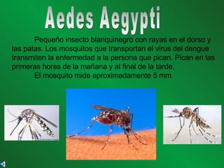 Dengue | PPT