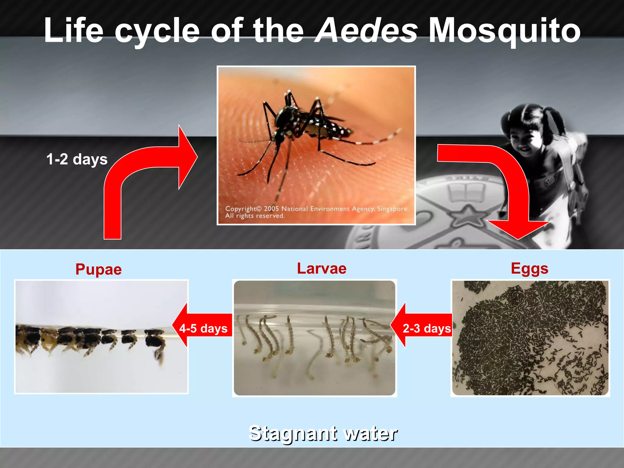 Dengue | PPT