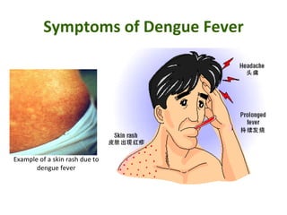 Dengue Prevention - What You Need To Know | PPS