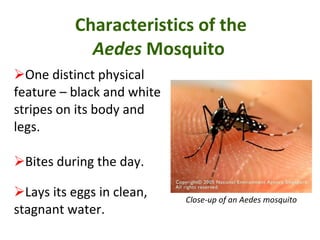 Dengue Prevention - What You Need To Know | PPS