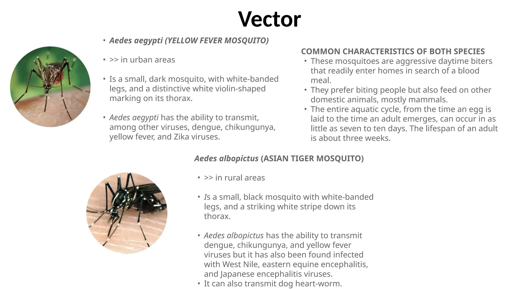 Dengue fever, Dengue Hemorrhagic Fever, Dengue Shock Syndrome | PPTX
