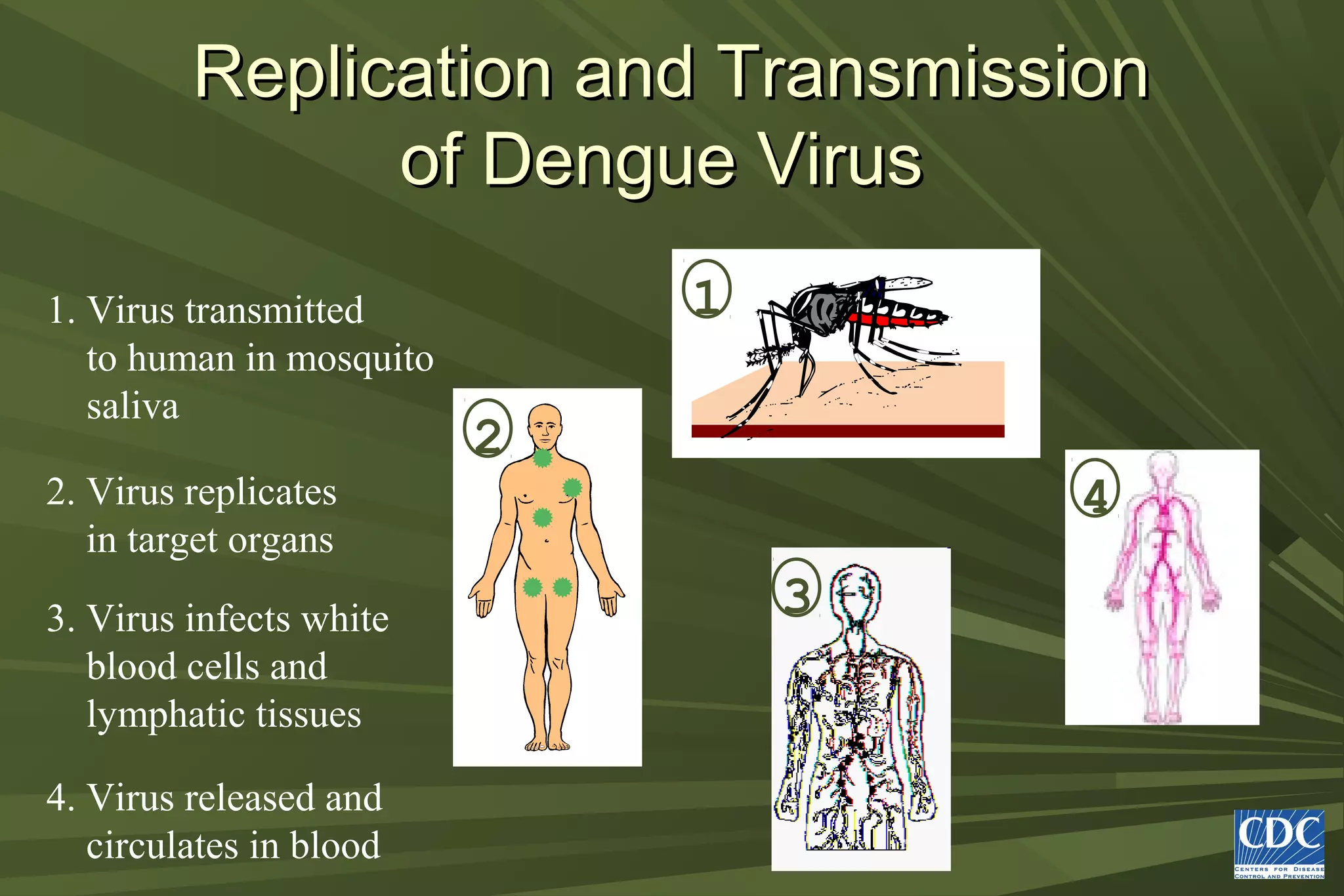 Dengue | PPT