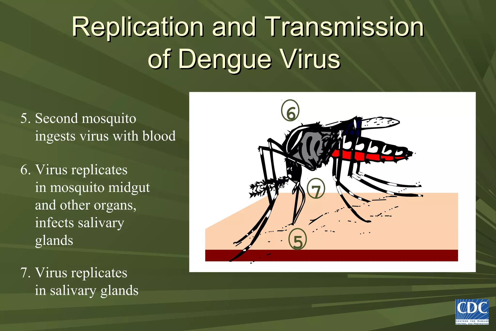 Dengue | PPT