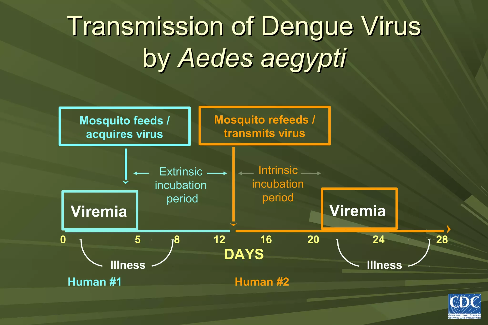 Dengue | PPT