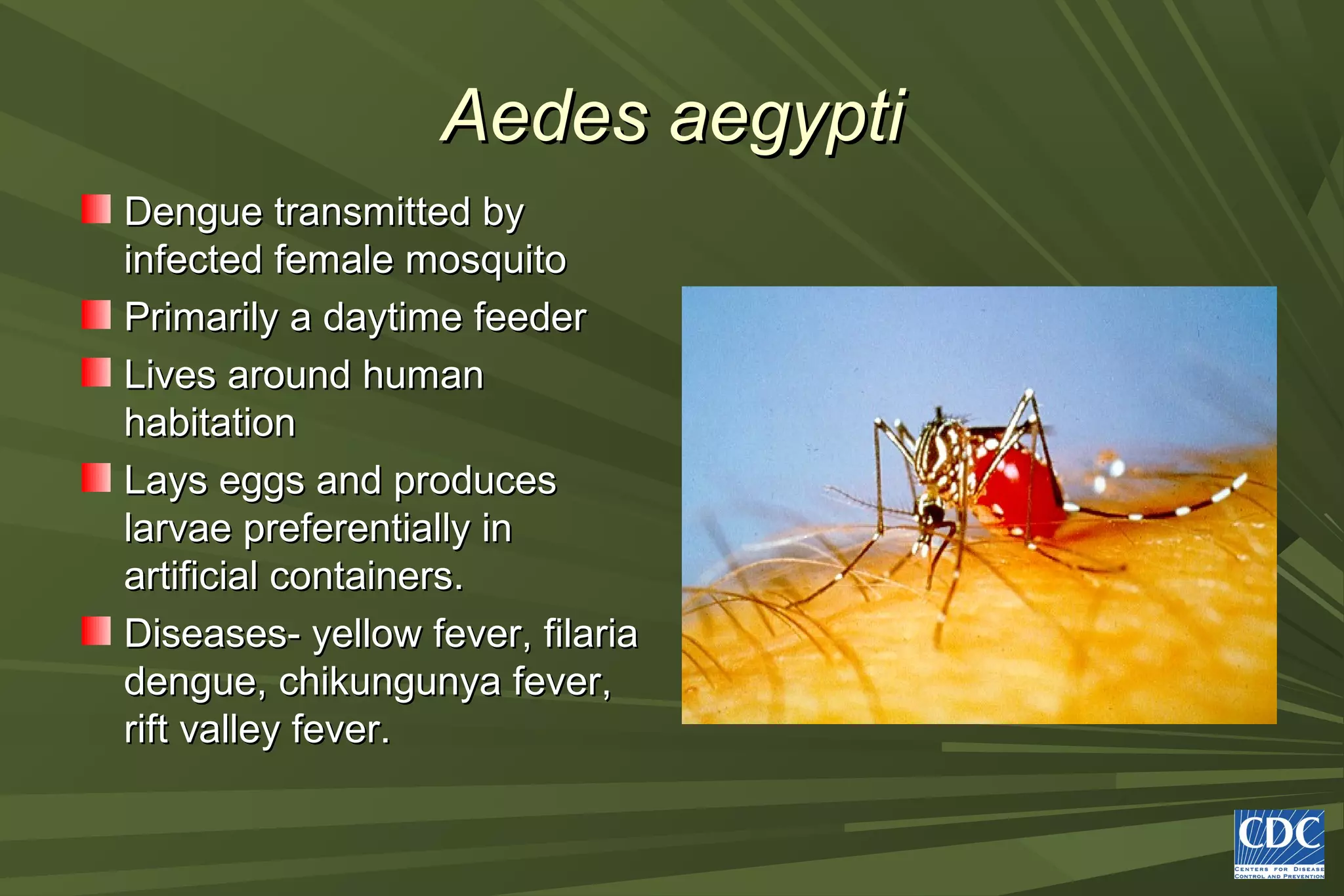 Dengue | PPT