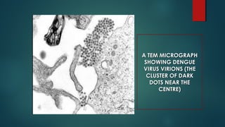 Dengue | PPT