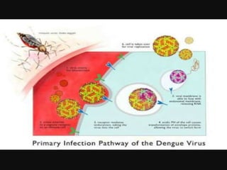 Dengue | PPTX | Infectious Diseases | Diseases and Conditions