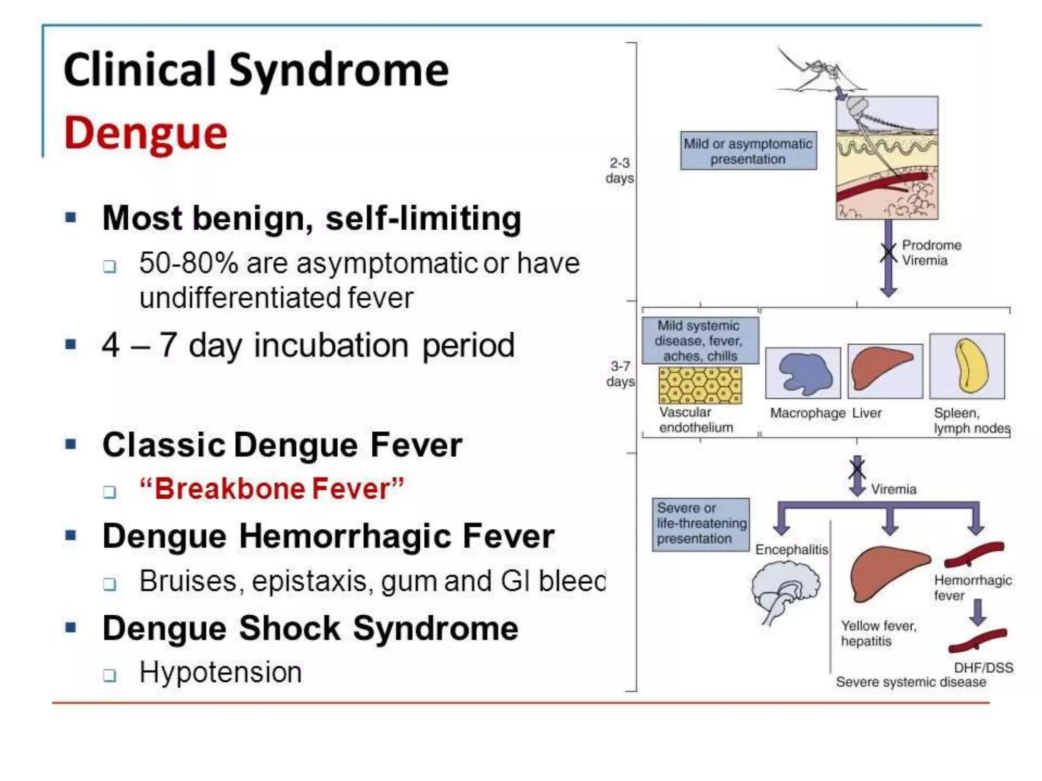 Dengue, DENGUE FEVER, DHS | PPTX