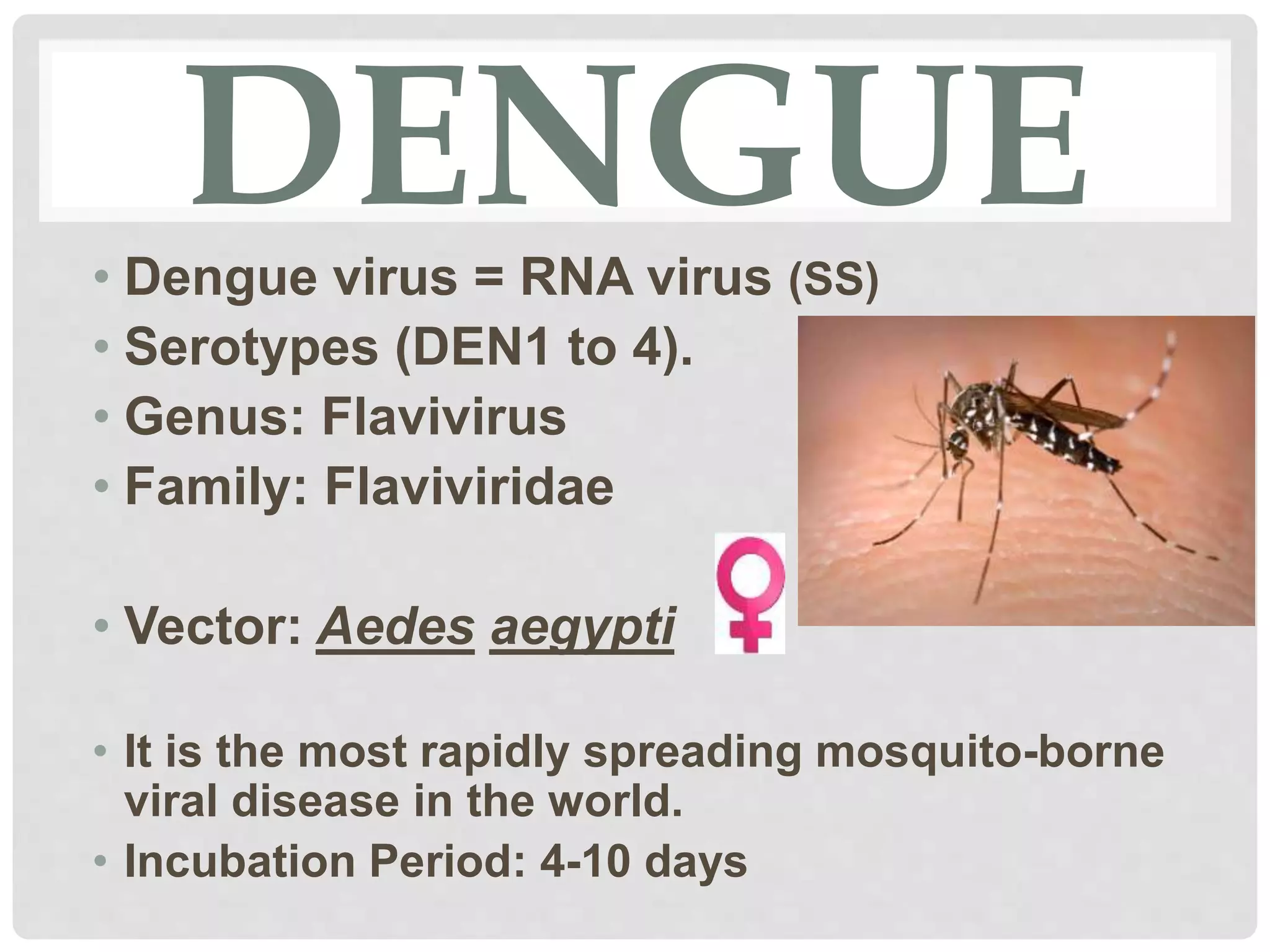 Dengue | PPT