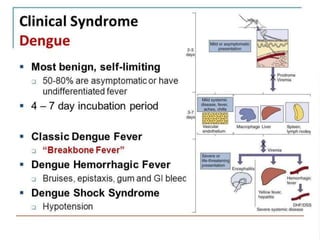 Dengue | PPTX