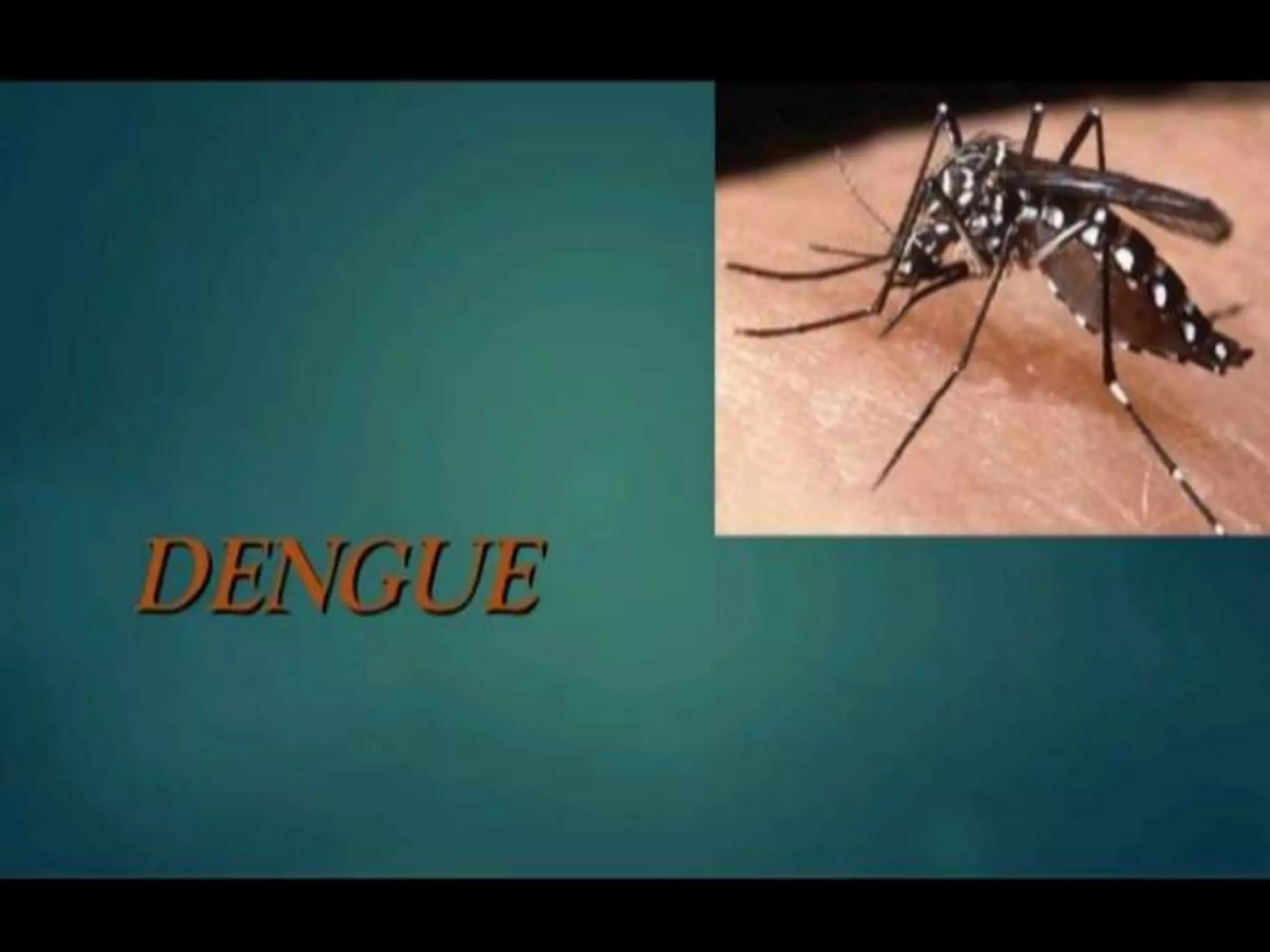 dengue.pptx