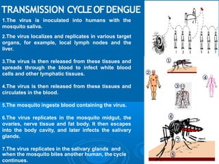 dengue.pptx