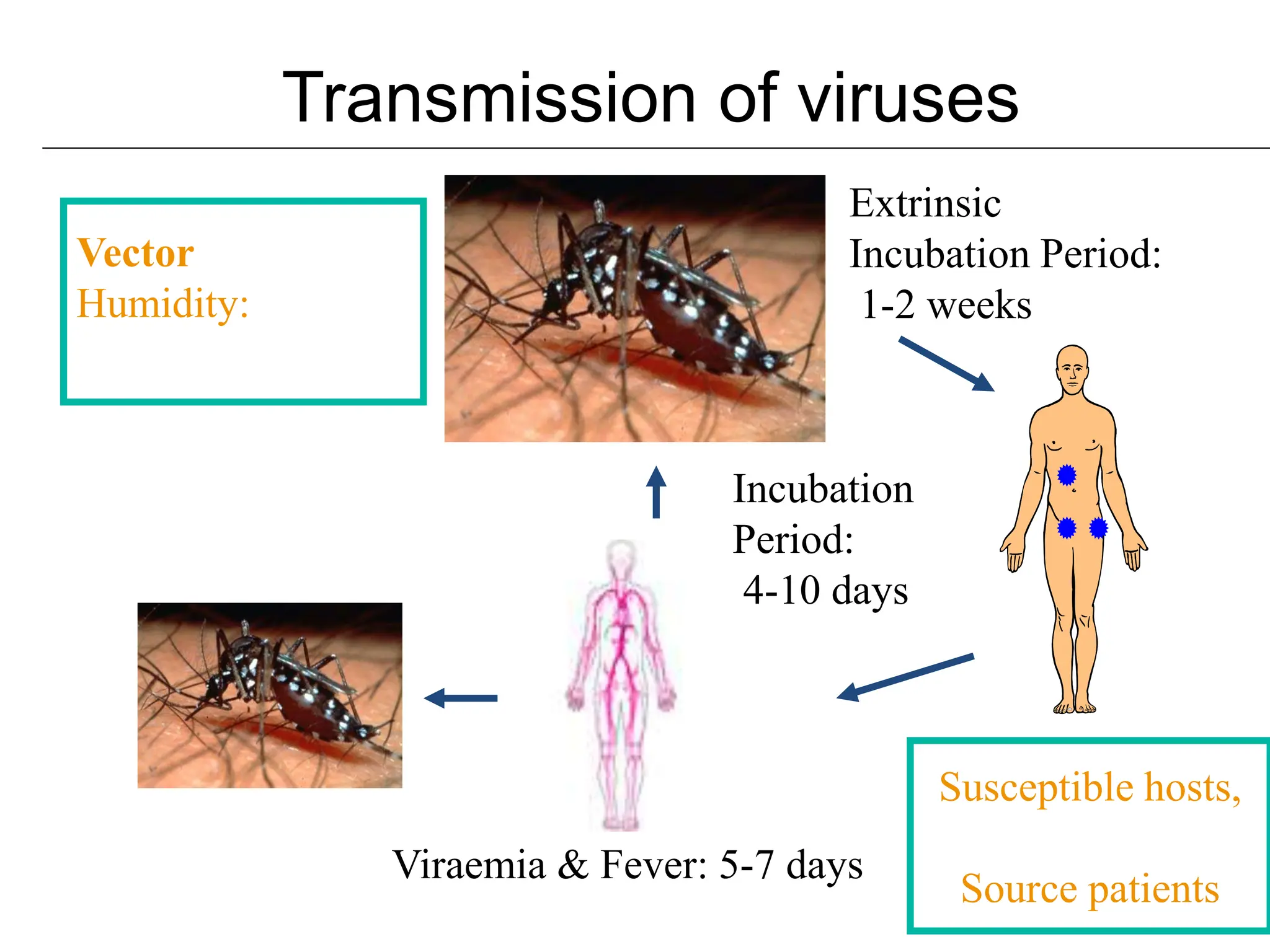 DENGUE/BREAKBONE FEVER: ADES MOSQUITO.pptx