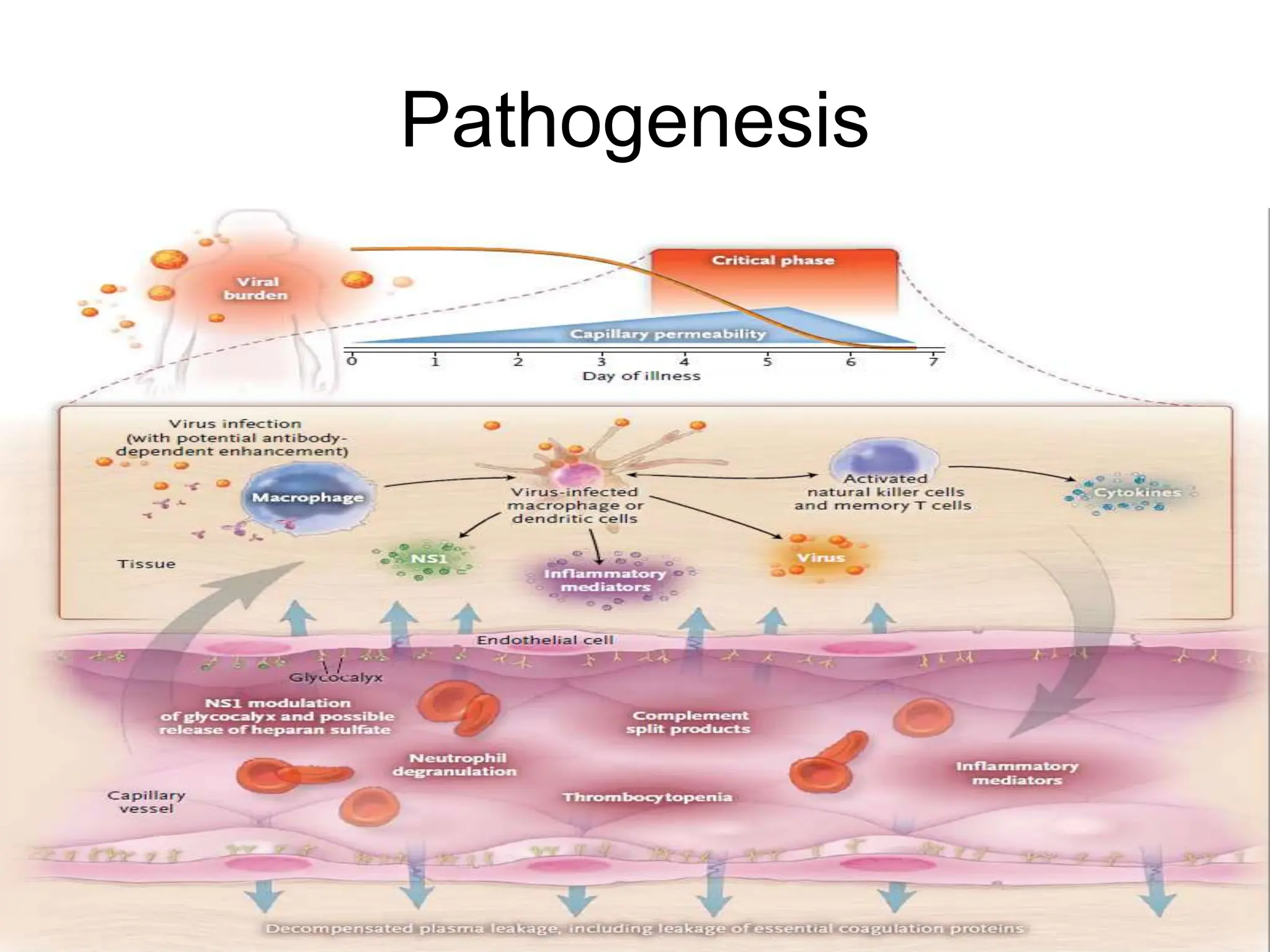 DENGUE/BREAKBONE FEVER: ADES MOSQUITO.pptx