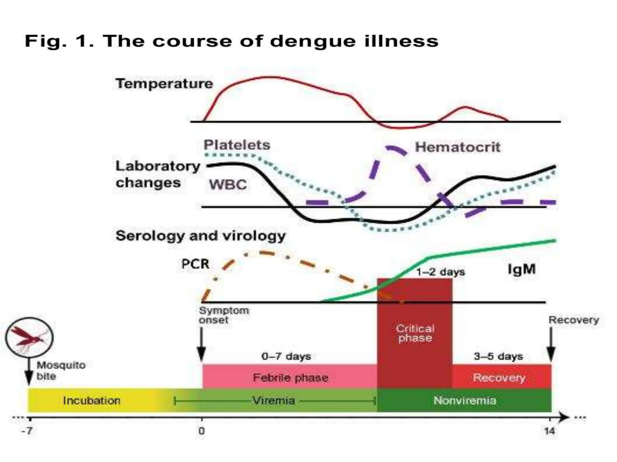 DENGUE ITS TYPES, EVALUATION AND MANAGEMENT | PPTX | Blood Disorders ...