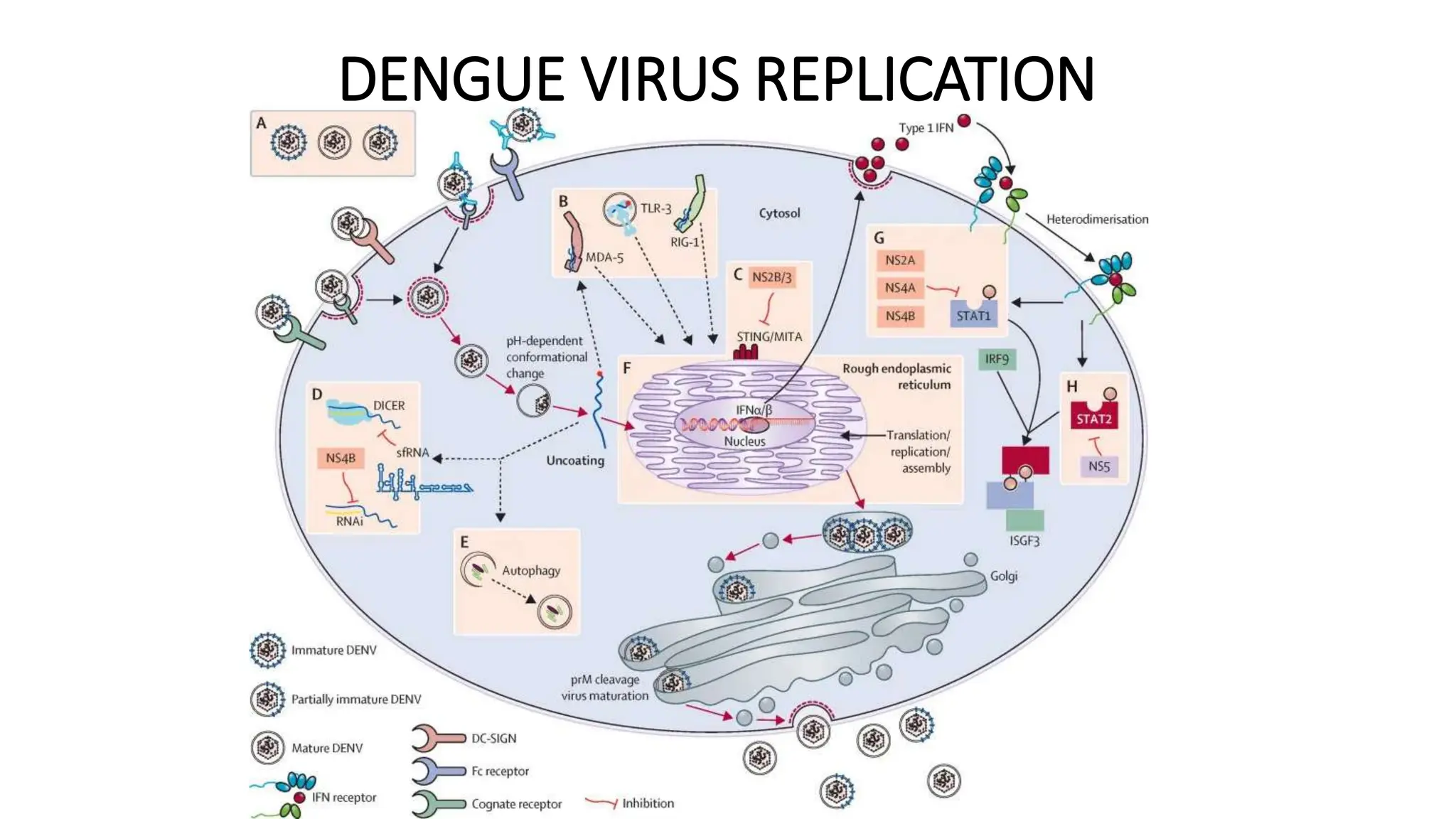 DENGUE - classification, symptoms and treatment | PPTX