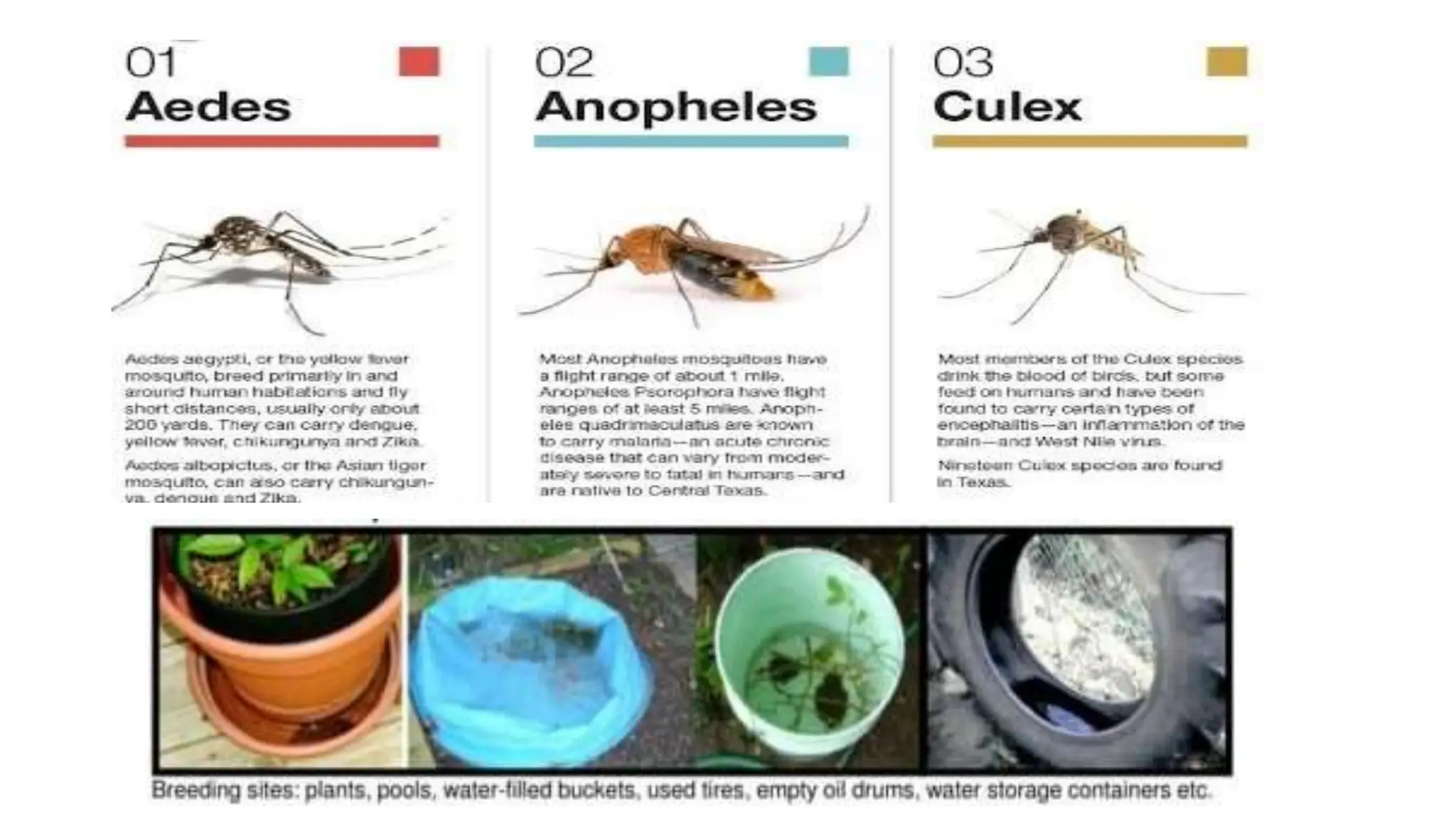 DENGUE - classification, symptoms and treatment | PPTX