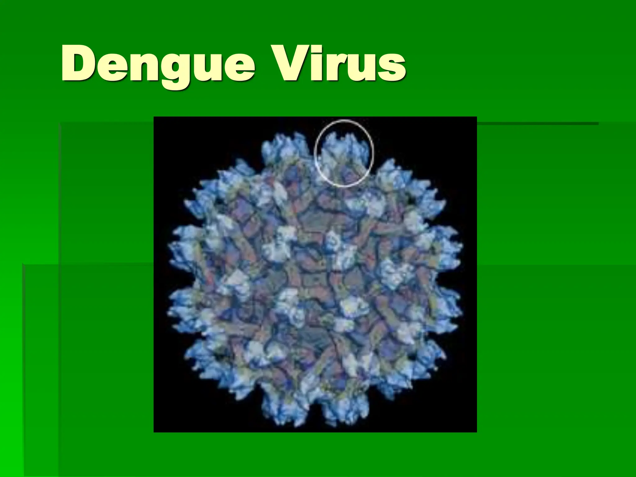 DENGUE.ppt/ dengue virus/ dna viruses/virology | PPT