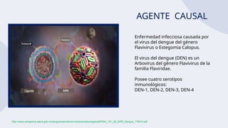 actualidades en el dengue , evolución y tratamiento 2024 | PPTX