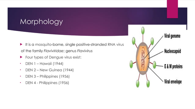 Dengue virus, morphology, control, .pptx