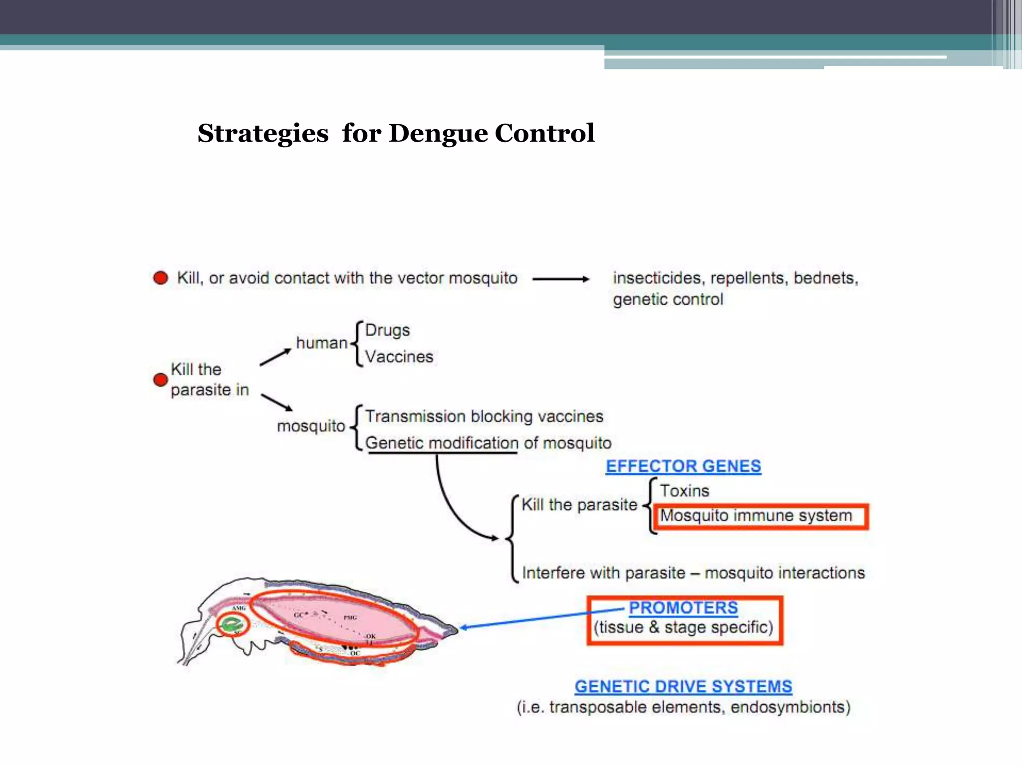 Dengue Fever Prevention Presentation | PDF