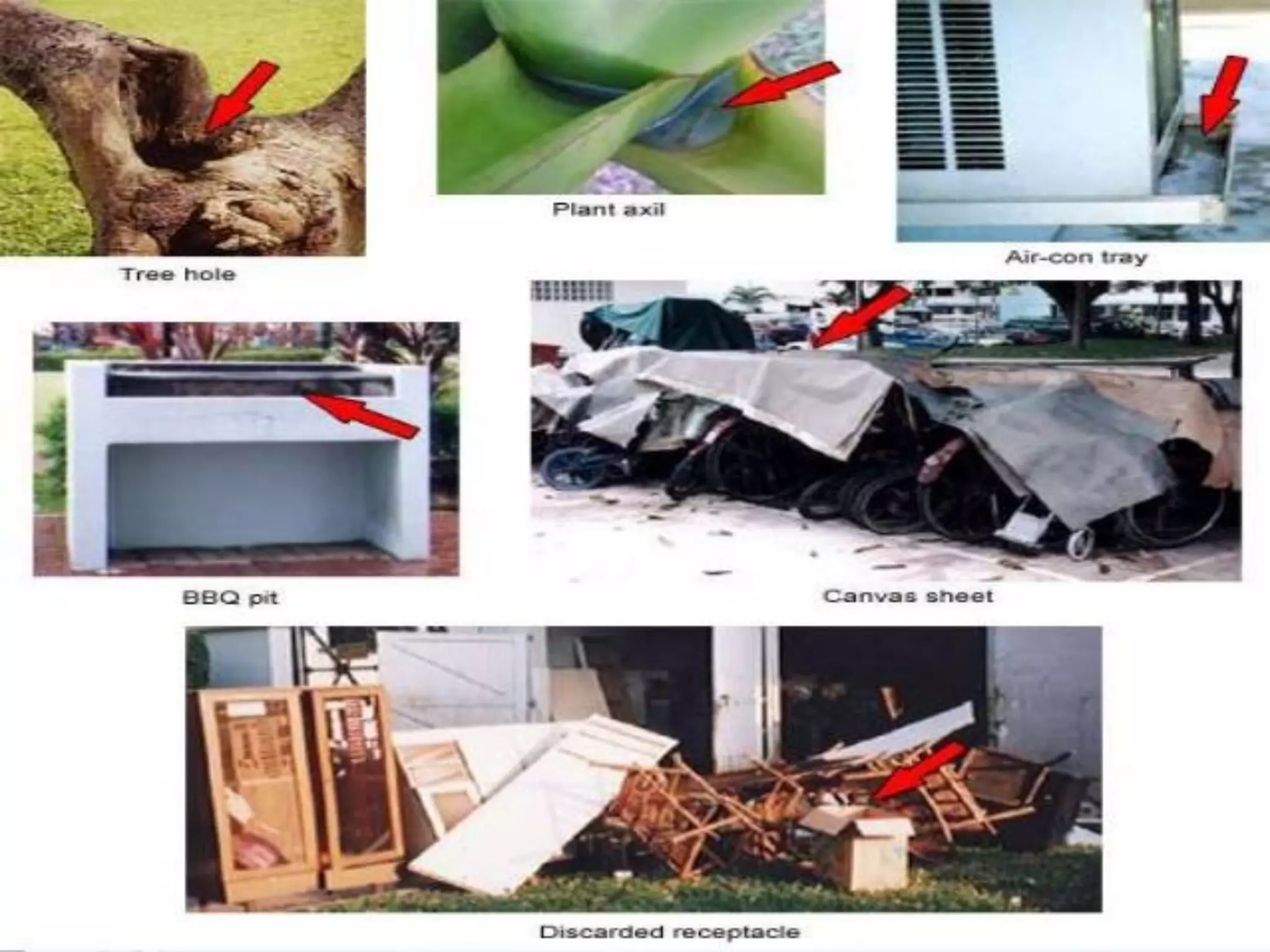 Dengue Prevention And Control Pdf