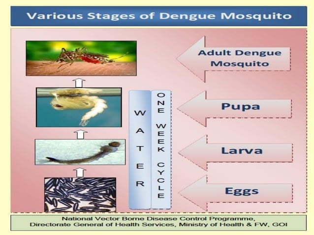 Dengue prevention & control | PDF | Infectious Diseases | Diseases and ...