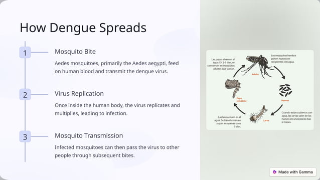 Dengue-Protecting-Our-Health. Presentation on Dengue awareness. | PPT