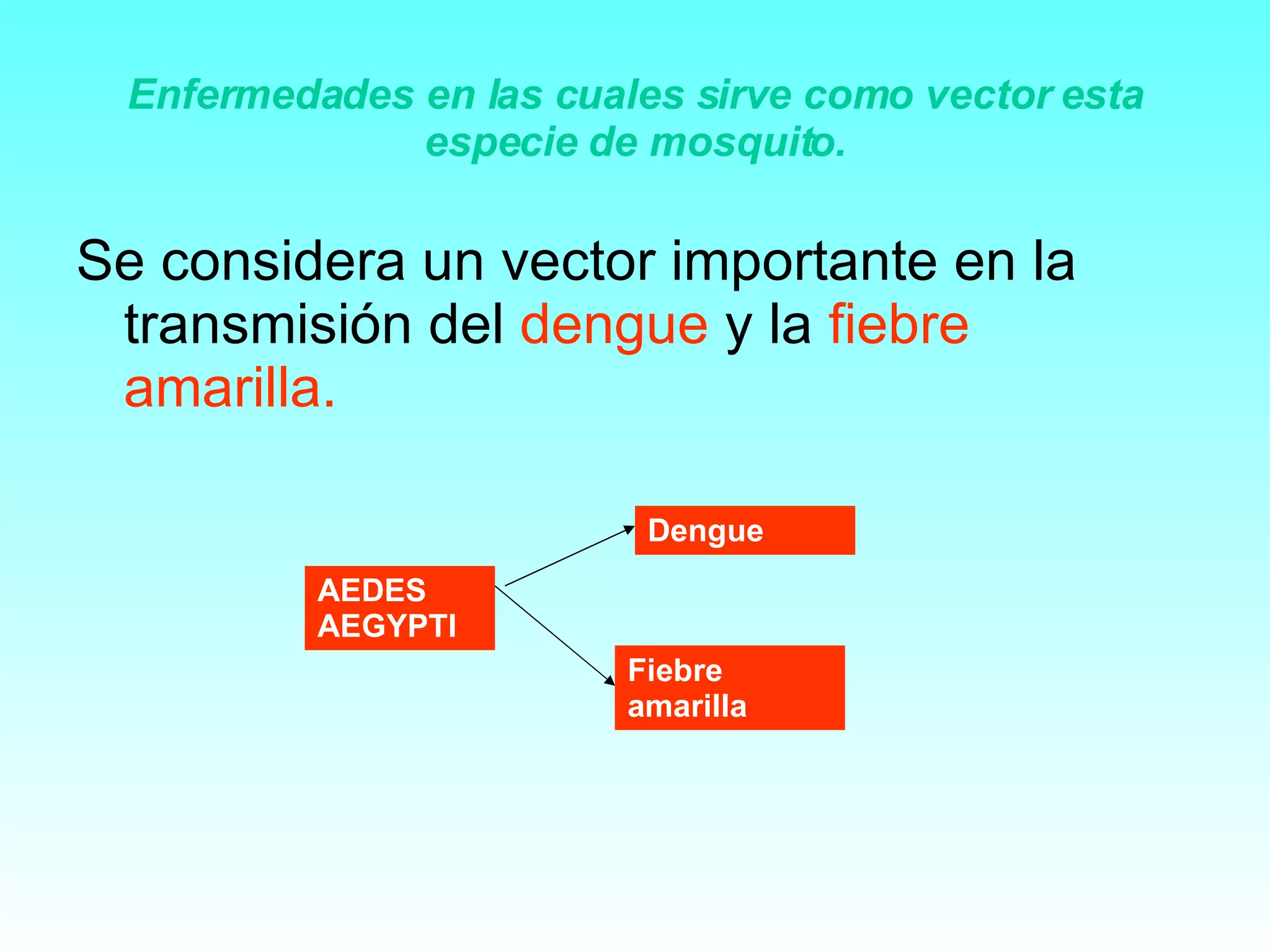 Dengue | PPT