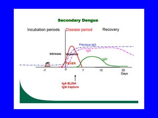 Dengue- WS on vector borne viral infection 2011 | PPT