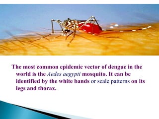 Dengue introduction | PPTX
