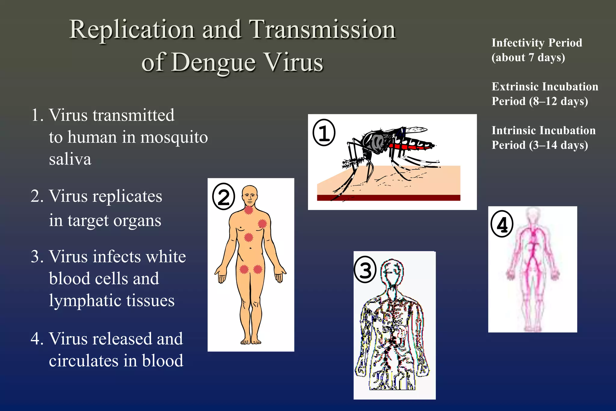 Dengue in Children | PPTX