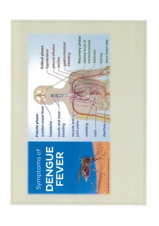 Dengue awareness campaign | PDF
