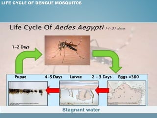 Dengue awareness | PPTX