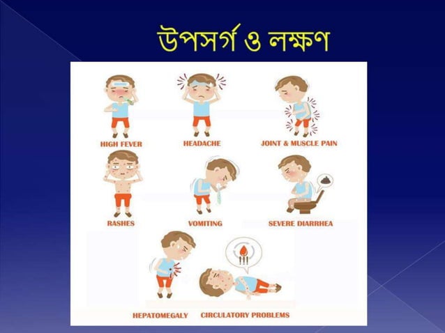 Dengue Fever awareness in Bangla | PPTX