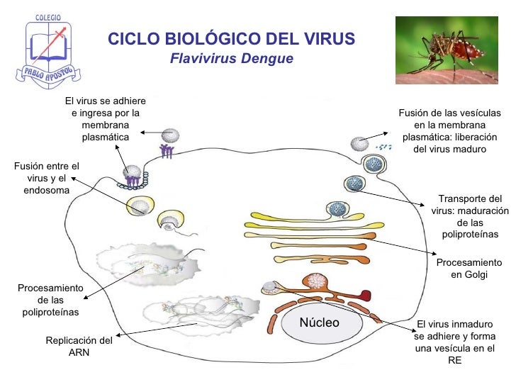 Dengue