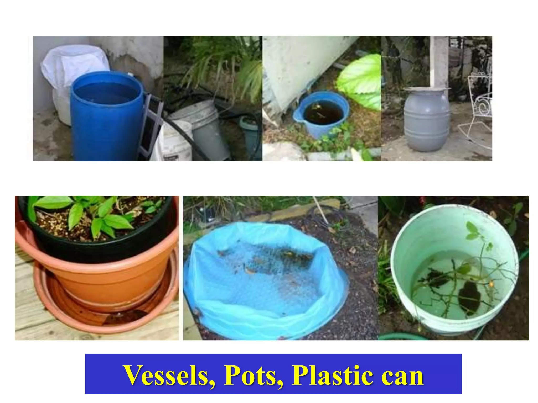 Dengue control measures | PPT
