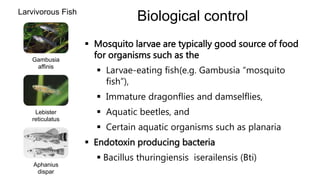 Dengue control programme kma 7 oct. copy | PPTX